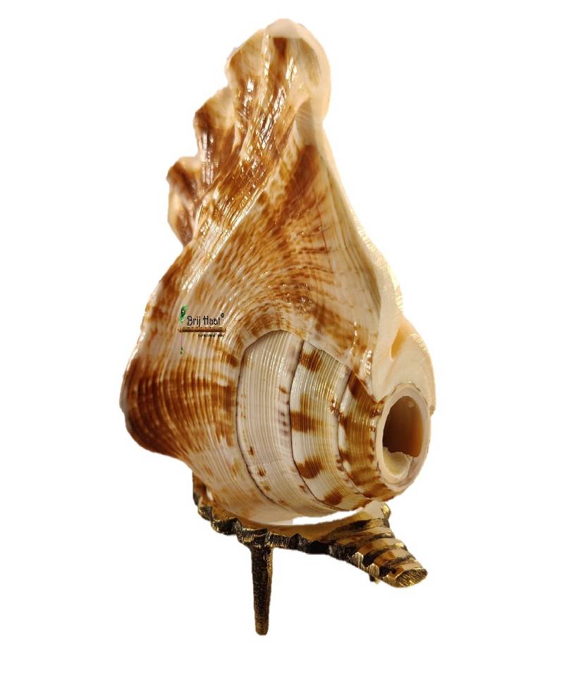 Natural Blowing Panch mukhi shankh for Pooja Conch Shell with Brass ...
