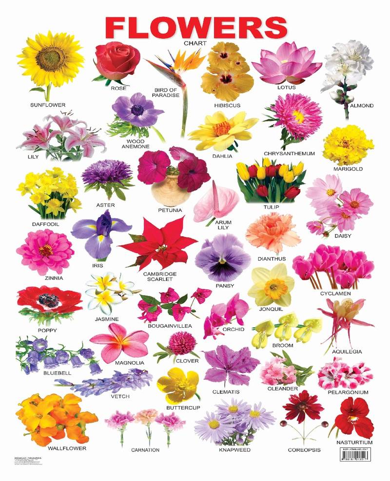 Flower Reference Educational Wall Chart by Dreamland Publications ...