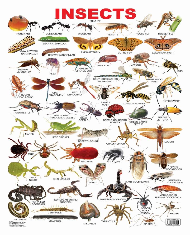 Insect Reference Educational Wall Chart by Dreamland Publications ...