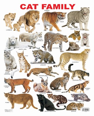 Cat Family Chart Reference Educational Wall Chart by Dreamland Publications 9788184513592 ...