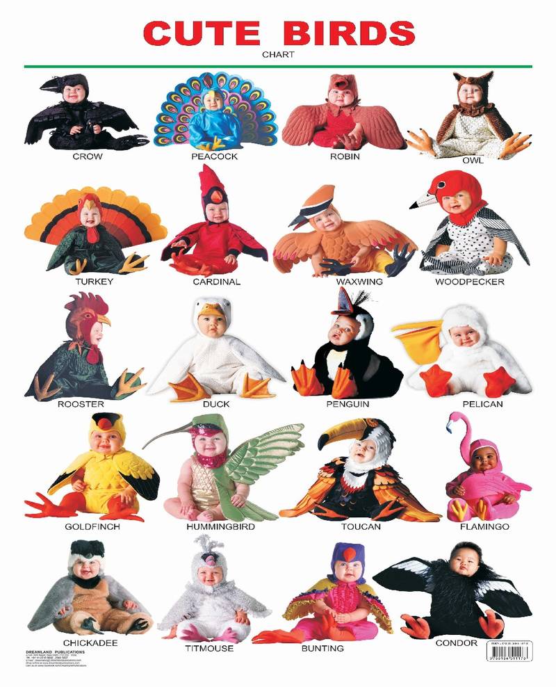 Cute Birds Reference Educational Wall Chart by Dreamland Publications ...