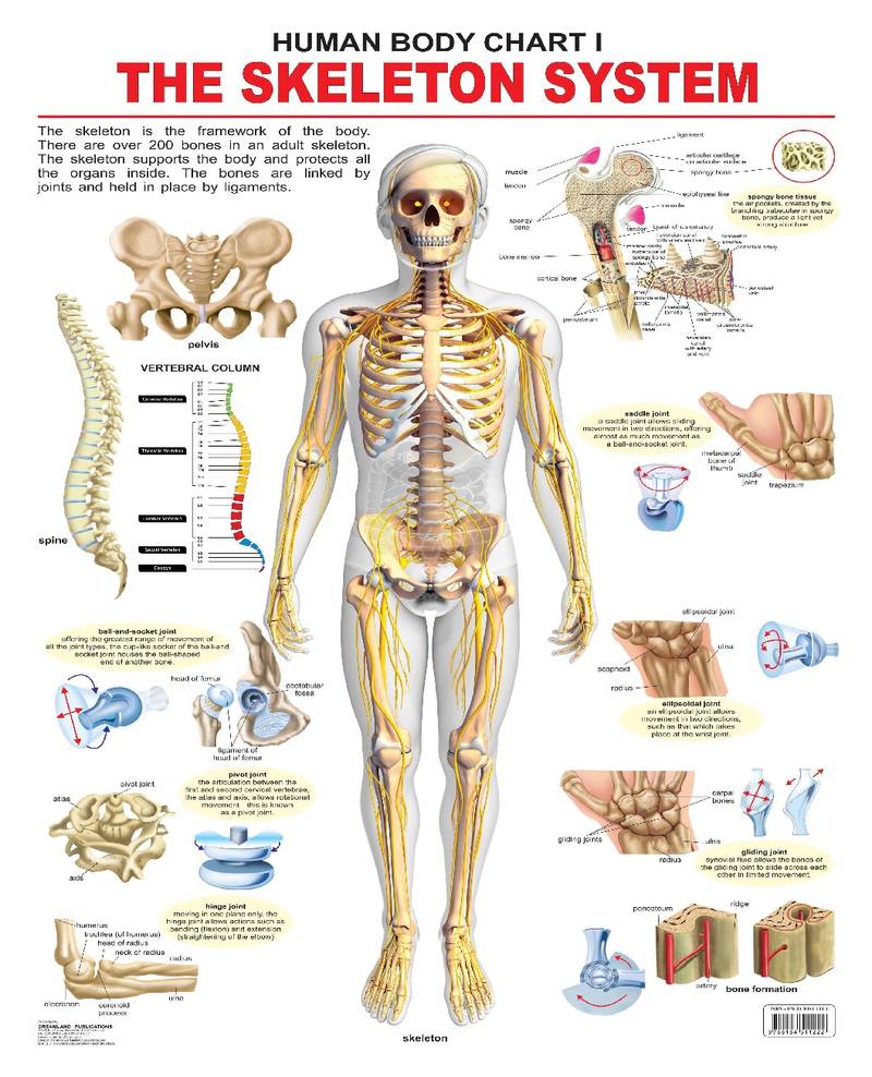 The Skeletal System Reference Educational Wall Chart by Dreamland ...