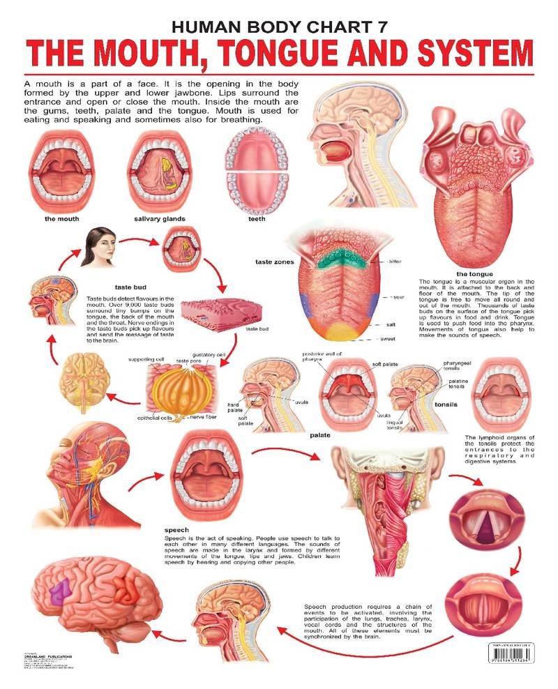 The Mouth Tongue & Speech Reference Educational Wall Chart by Dreamland ...