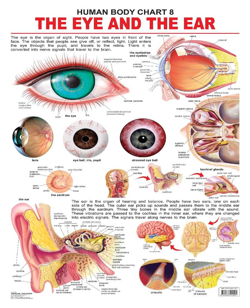 The Eye & the Ear Reference Educational Wall Chart by Dreamland ...
