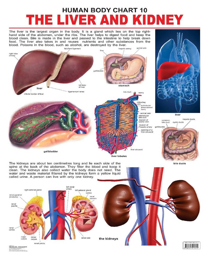 The Liver & Kidney Reference Educational Wall Chart by Dreamland ...
