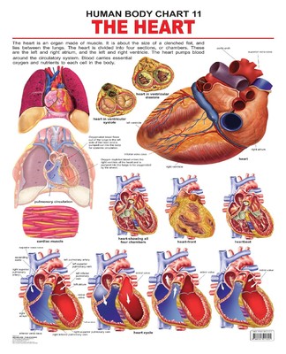 The Heart Reference Educational Wall Chart by Dreamland Publications ...