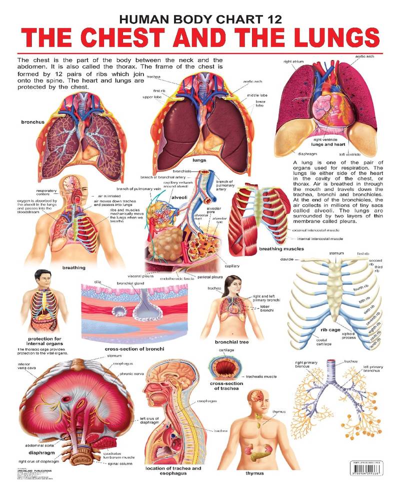 The Chest & the Lungs Reference Educational Wall Chart by Dreamland ...