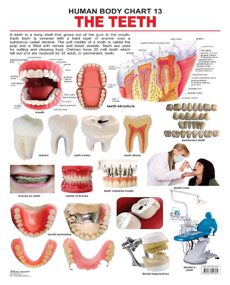 The Teeth Reference Educational Wall Chart by Dreamland Publications ...