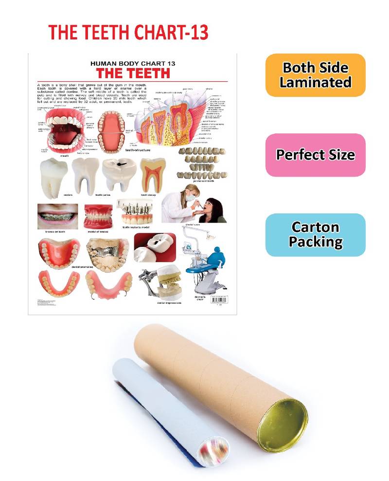 The Teeth Reference Educational Wall Chart by Dreamland Publications ...