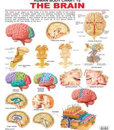 The Brain Reference Educational Wall Chart by Dreamland Publications ...