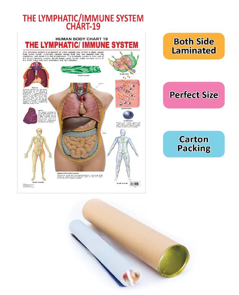 The Lymphatic/Immune System Reference Educational Wall Chart by ...