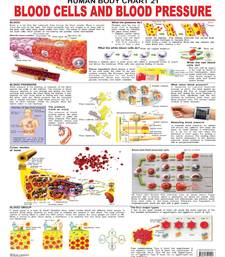 The Blood Group Cells & Pressure Reference Educational Wall Chart by ...