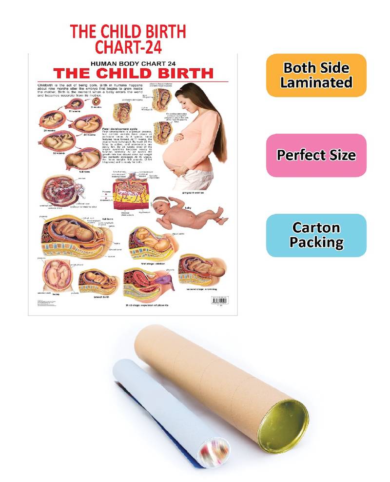 The Child Birth Reference Educational Wall Chart by Dreamland ...