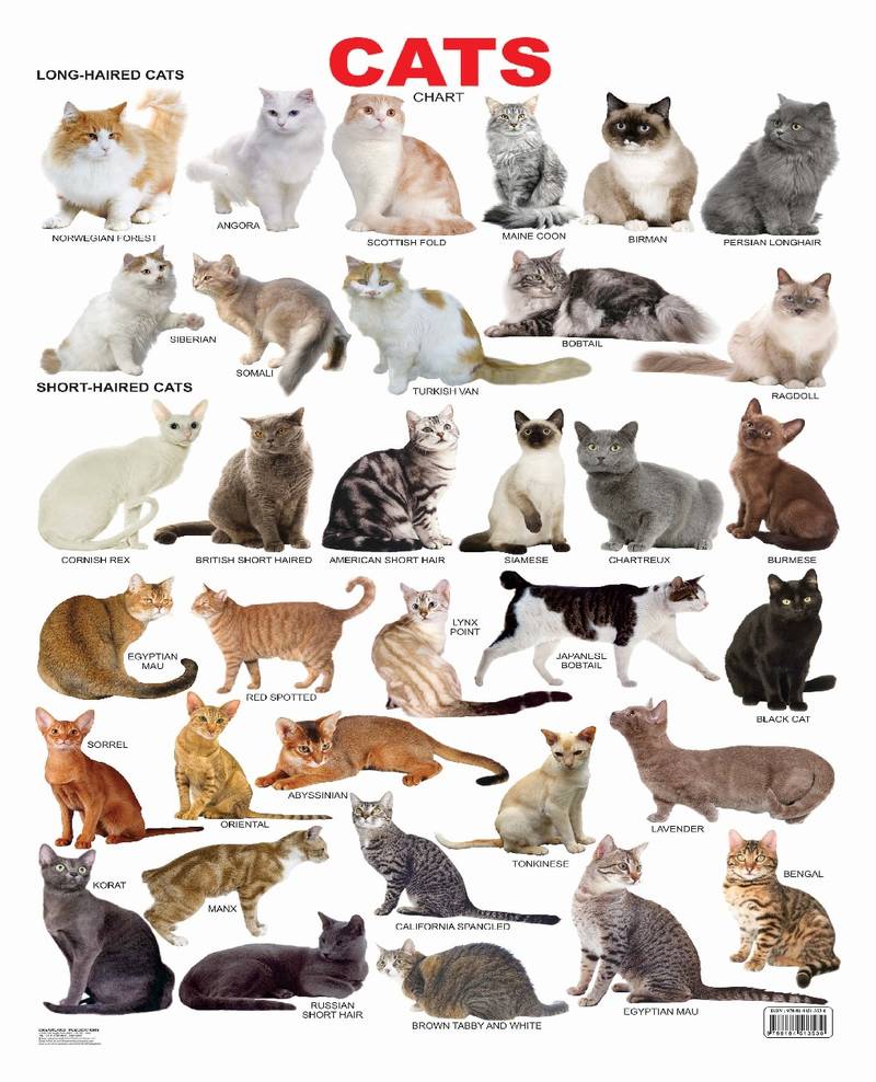 Cat Chart Reference Educational Wall Chart by Dreamland Publications ...