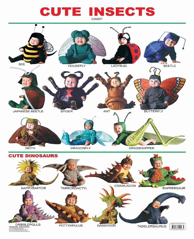 Cute Insects Reference Educational Wall Chart by Dreamland Publications ...