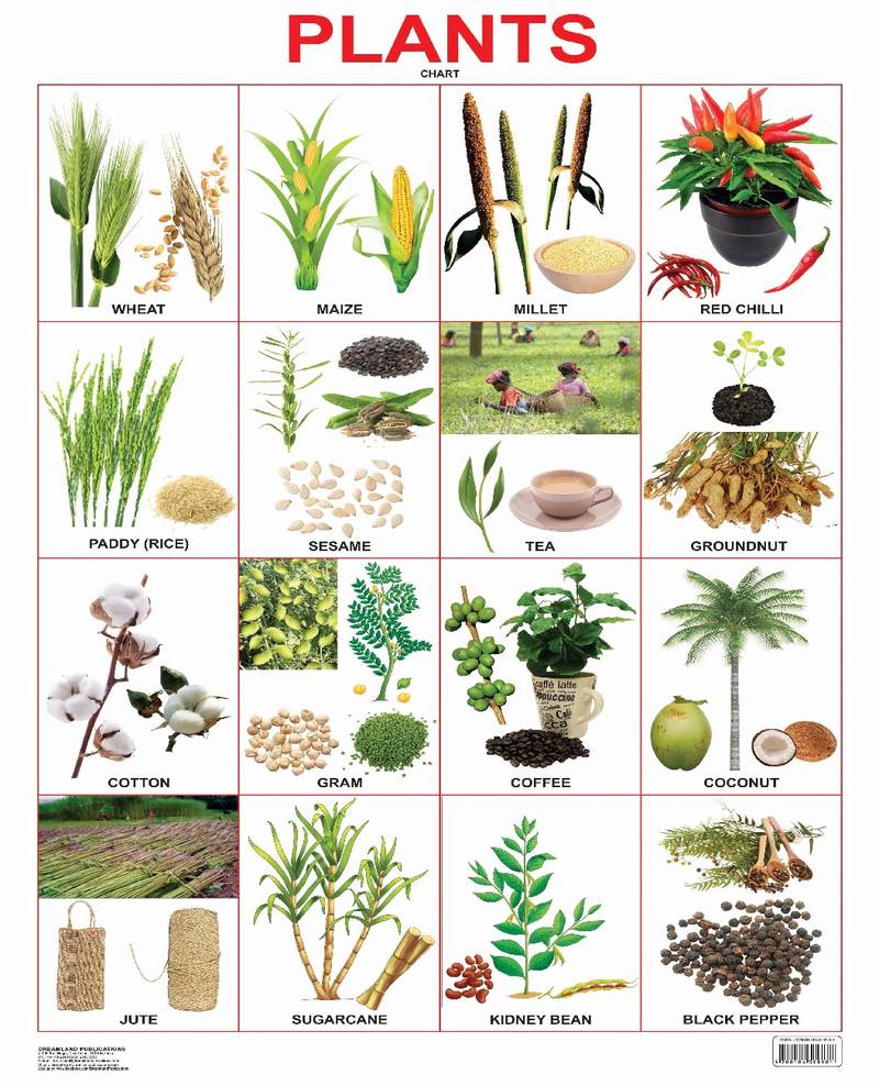 Plants Chart Reference Educational Wall Chart by Dreamland Publications ...