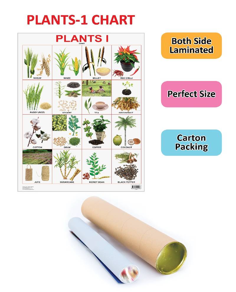 Plants Chart Reference Educational Wall Chart by Dreamland Publications ...