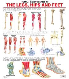 The Hips Legs & Feet Reference Educational Wall Chart by Dreamland ...