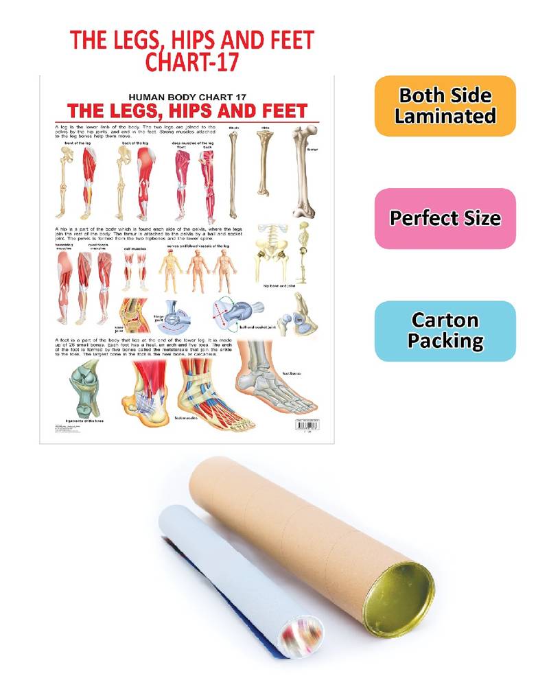 The Hips Legs & Feet Reference Educational Wall Chart by Dreamland ...